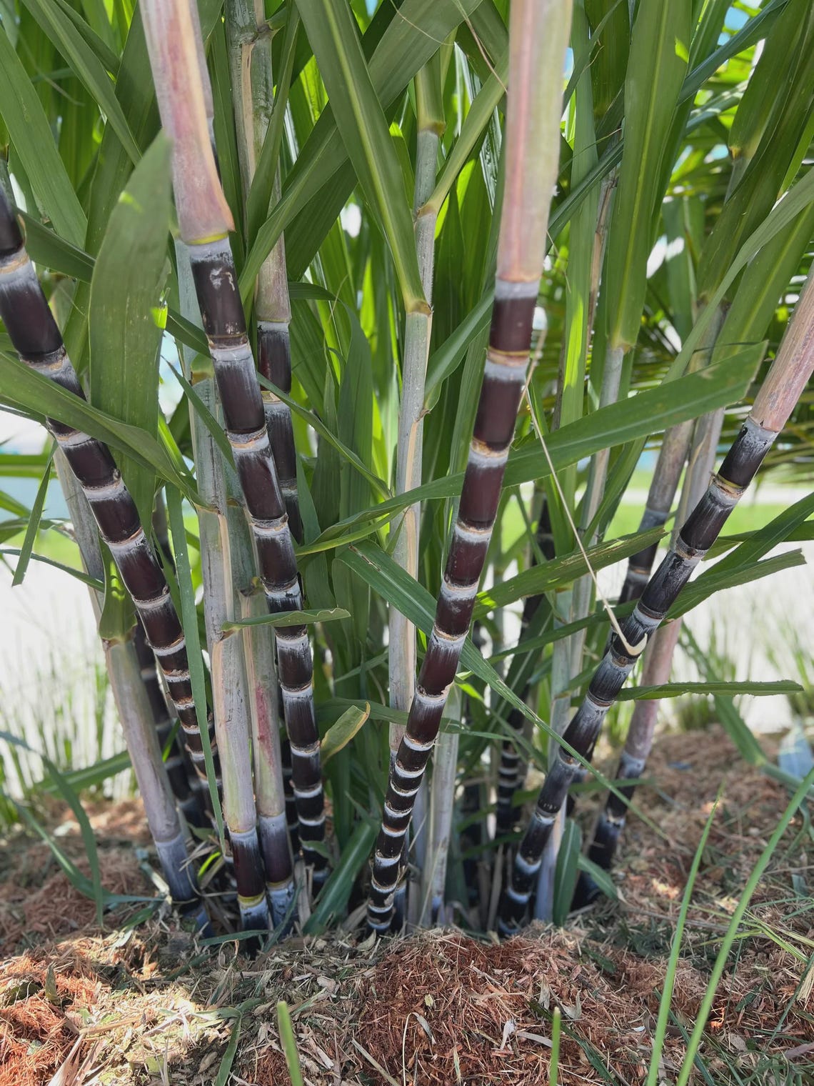 1 BIG SUPER SWEET Rare Organic Purple Sugarcane Plant Well Rooting 2 ...