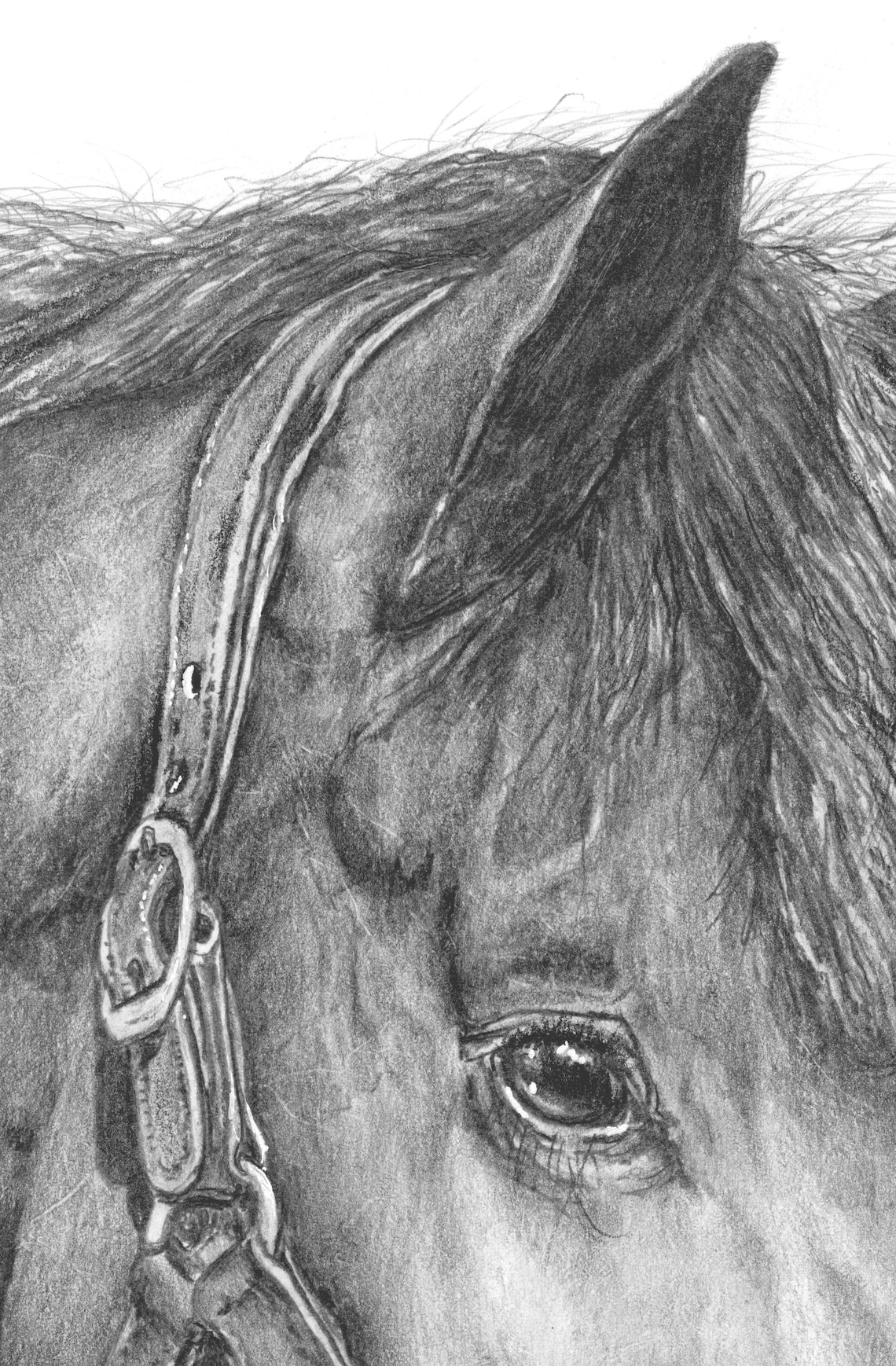 Saddle Horse: Horses, Western Art Print, Equestrian, Horse Portrait ...