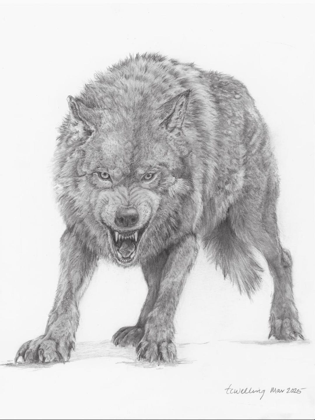 Fury Unleashed: Wolf, Angry Wolf, Predators, Canis Lupis, Canine ...