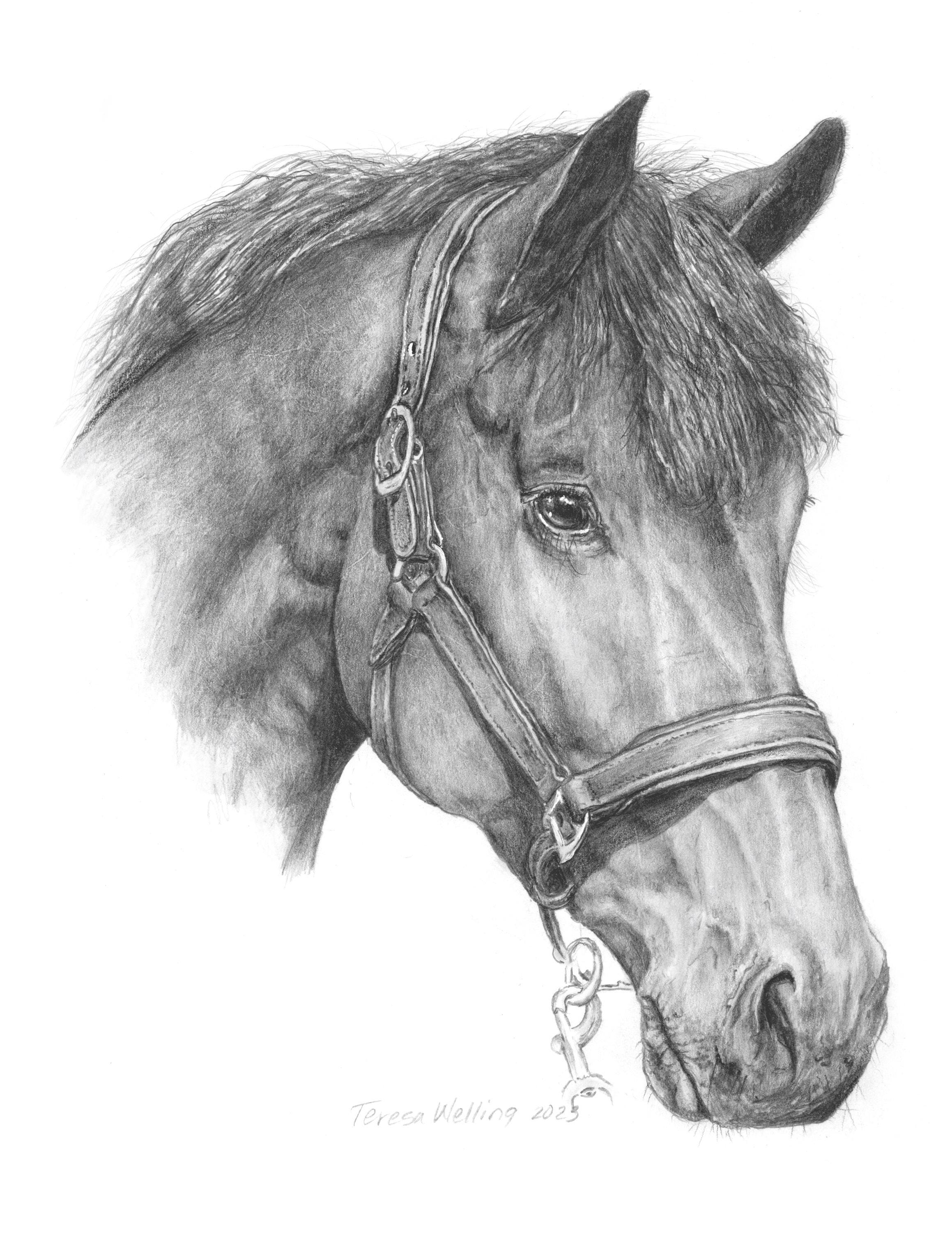 Saddle Horse: Horses, Western Art Print, Equestrian, Horse Portrait ...