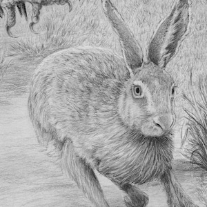 The Quarry: Jackrabbit, Hare, Eagle, Avian Predator, Bird of Prey, Graphite Drawing, Fine Art ...