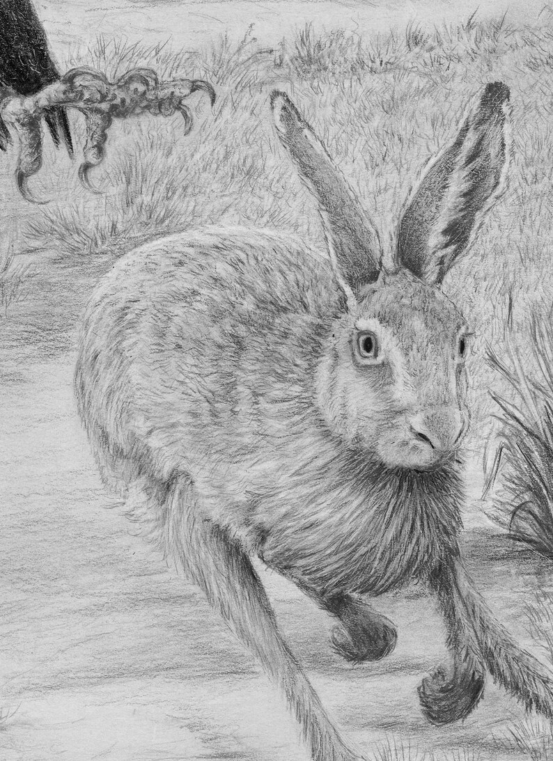 The Quarry: Jackrabbit, Hare, Eagle, Avian Predator, Bird of Prey ...