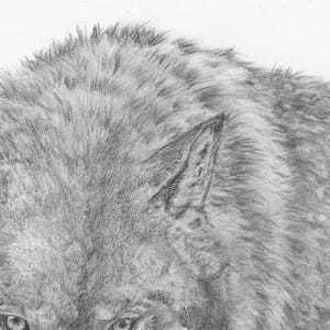 Fury Unleashed: Wolf, Angry Wolf, Predators, Canis Lupis, Canine ...