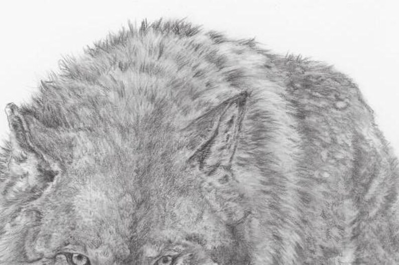 Fury Unleashed: Wolf, Angry Wolf, Predators, Canis Lupis, Canine ...