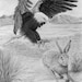 The Quarry: Jackrabbit, Hare, Eagle, Avian Predator, Bird of Prey ...