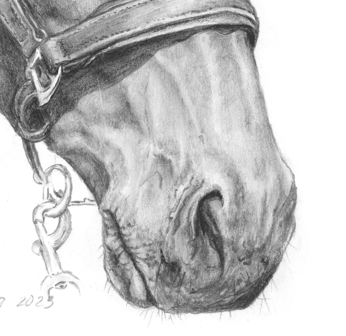 Saddle Horse: Horses, Western Art Print, Equestrian, Horse Portrait ...