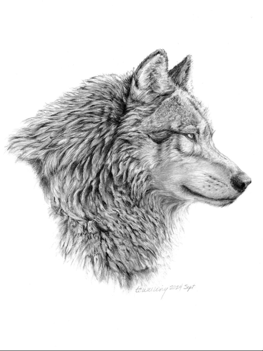 Yellowstone Wolf Graphite Drawing: Hyper-realism Fine Art - Etsy