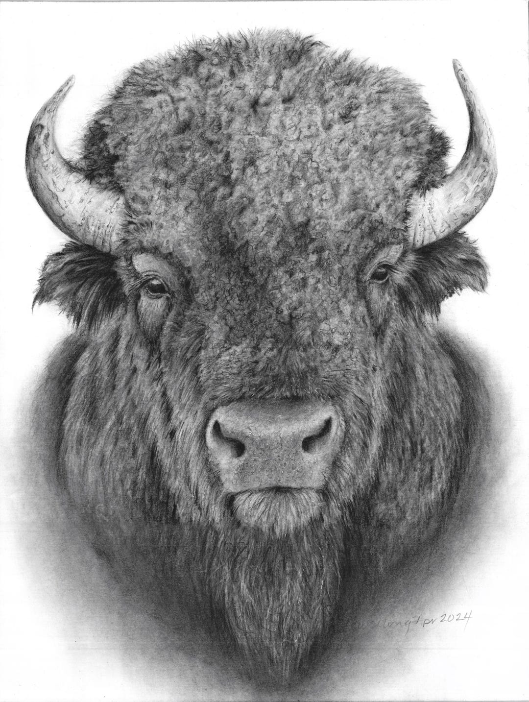 American Bison: Wildlife, American Bison, Buffalo, Prints, Hyper ...