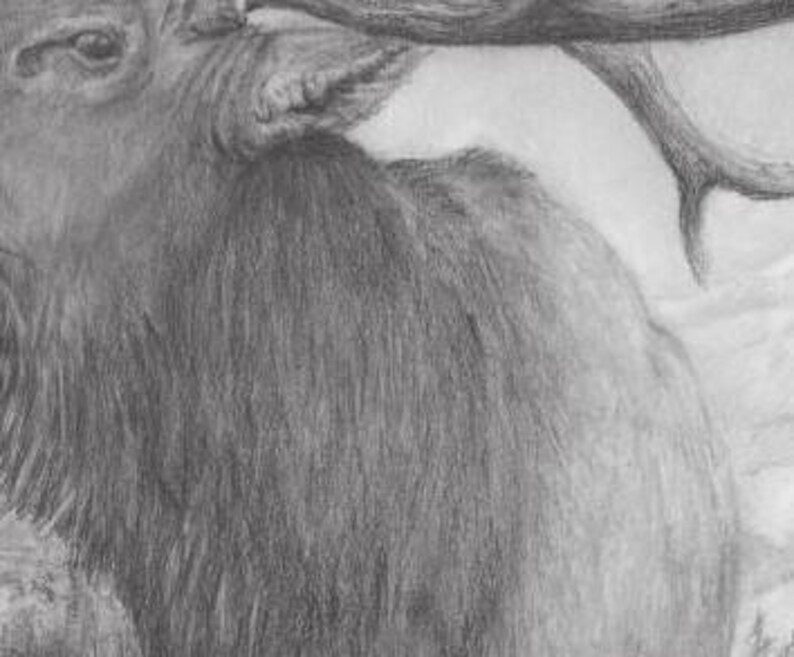 Bugling Elk Graphite Drawing: Wildlife Fine Art Print - Etsy