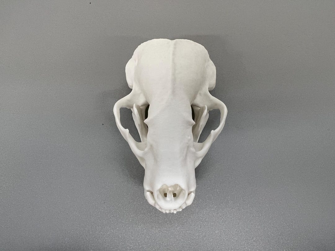 Life Size Replica American Badger Skull - Etsy