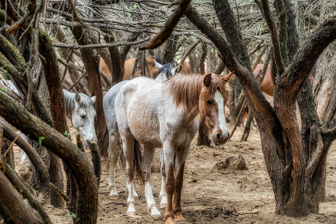 Sonoran Harmony: Horses and Mesquite - Etsy