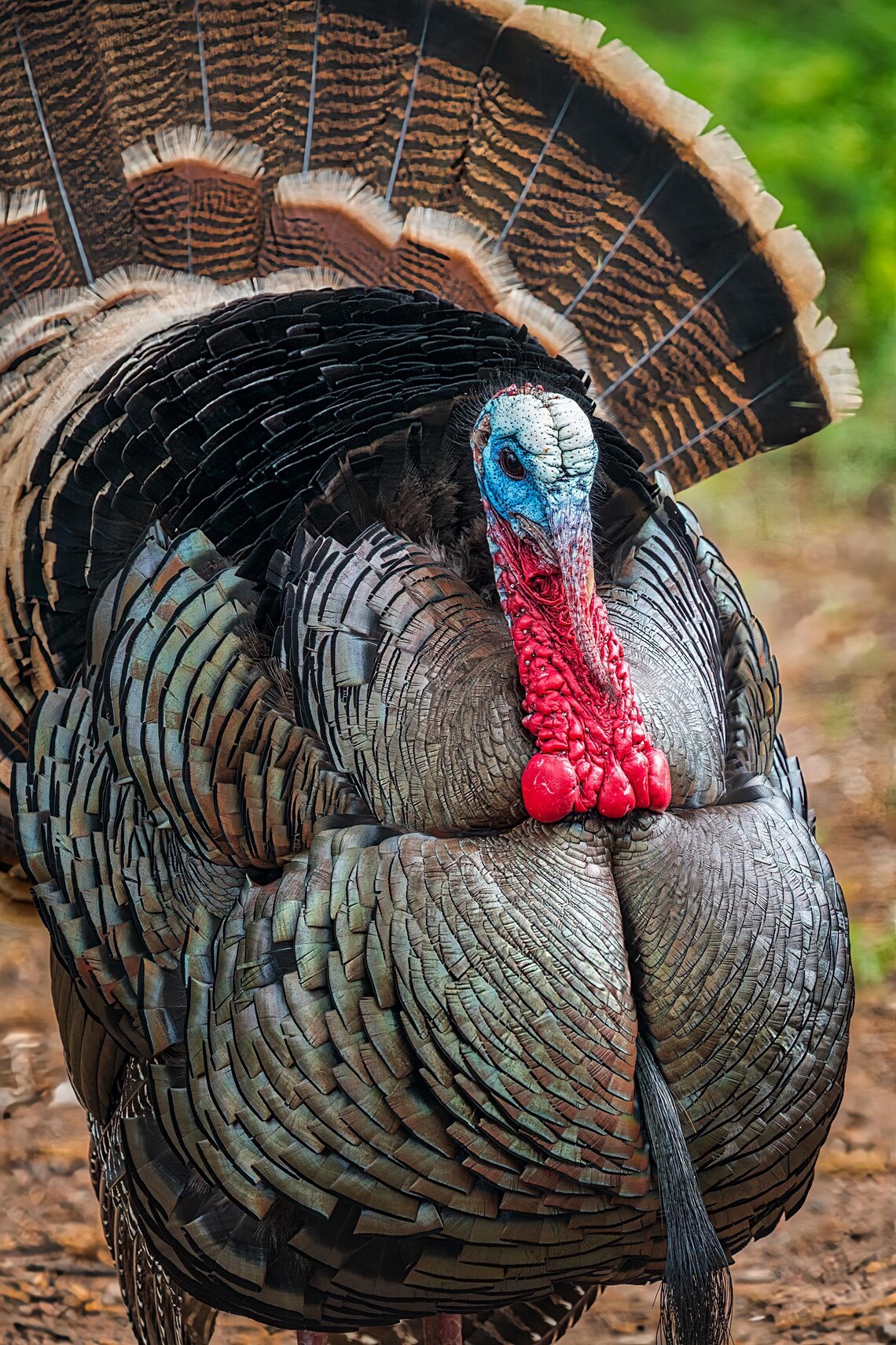 Iridescent Display - Etsy