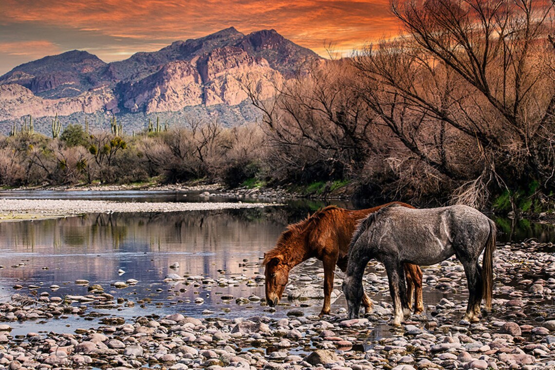 Sunset Reflections of Salt River Horses - Etsy