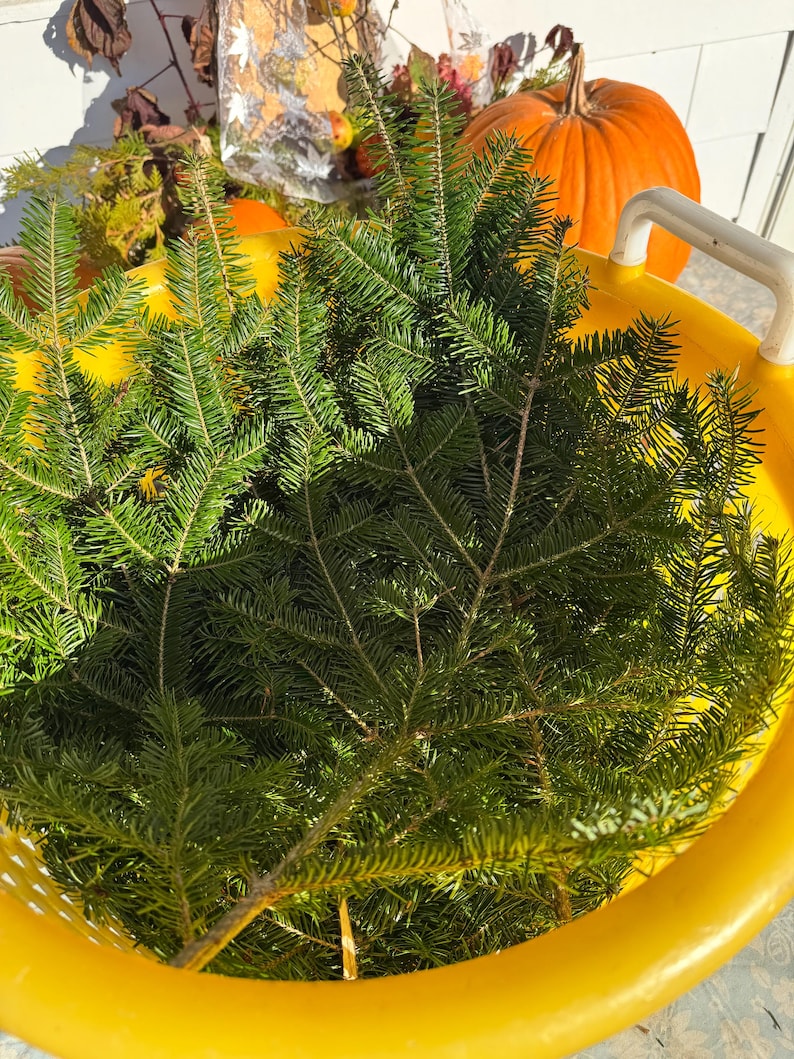 Fresh Balsam Fir Tips | Wild-harvested Maine Greenery - Etsy