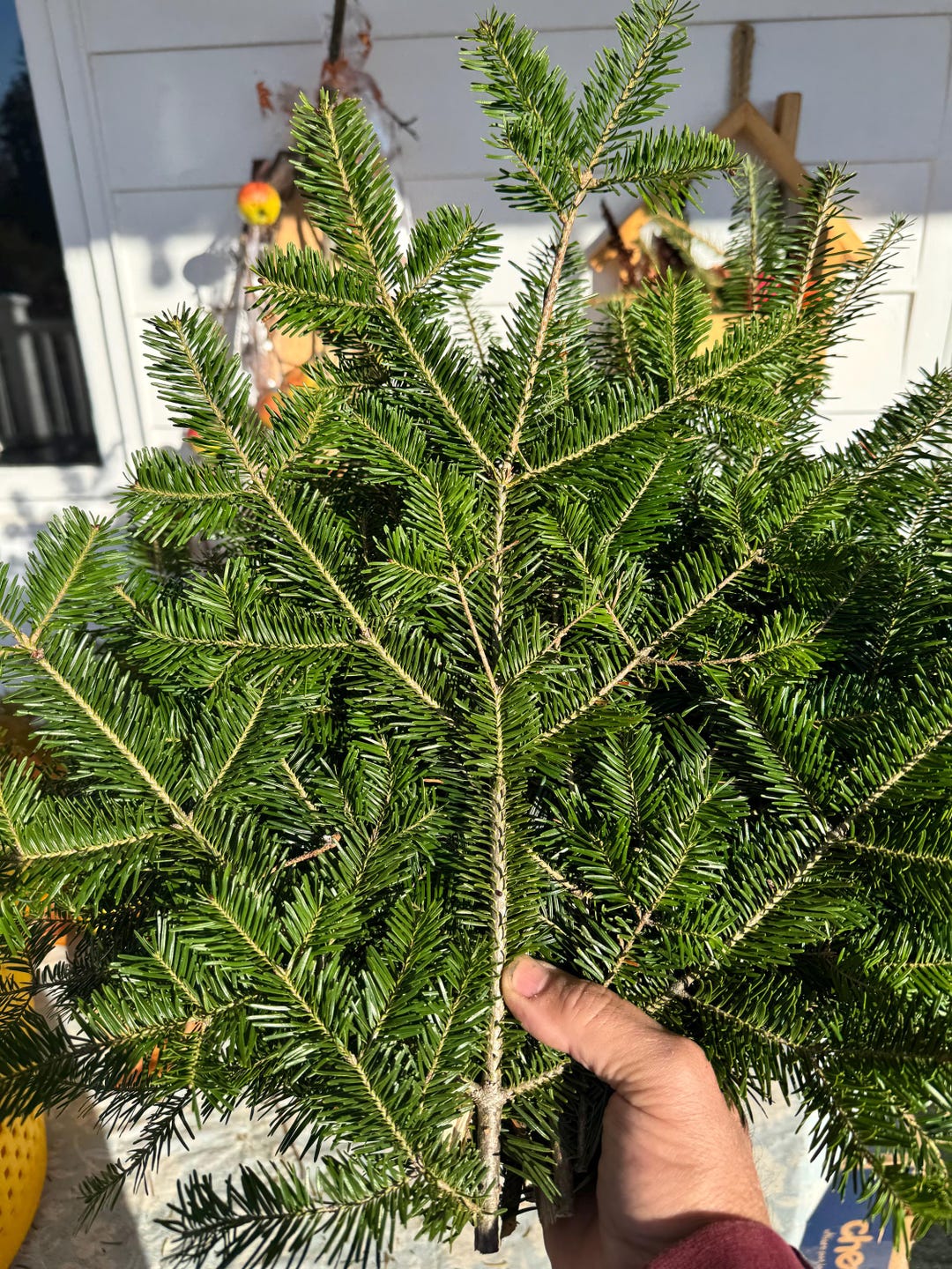 Fresh Balsam Fir Tips | Wild-harvested Maine Greenery - Etsy