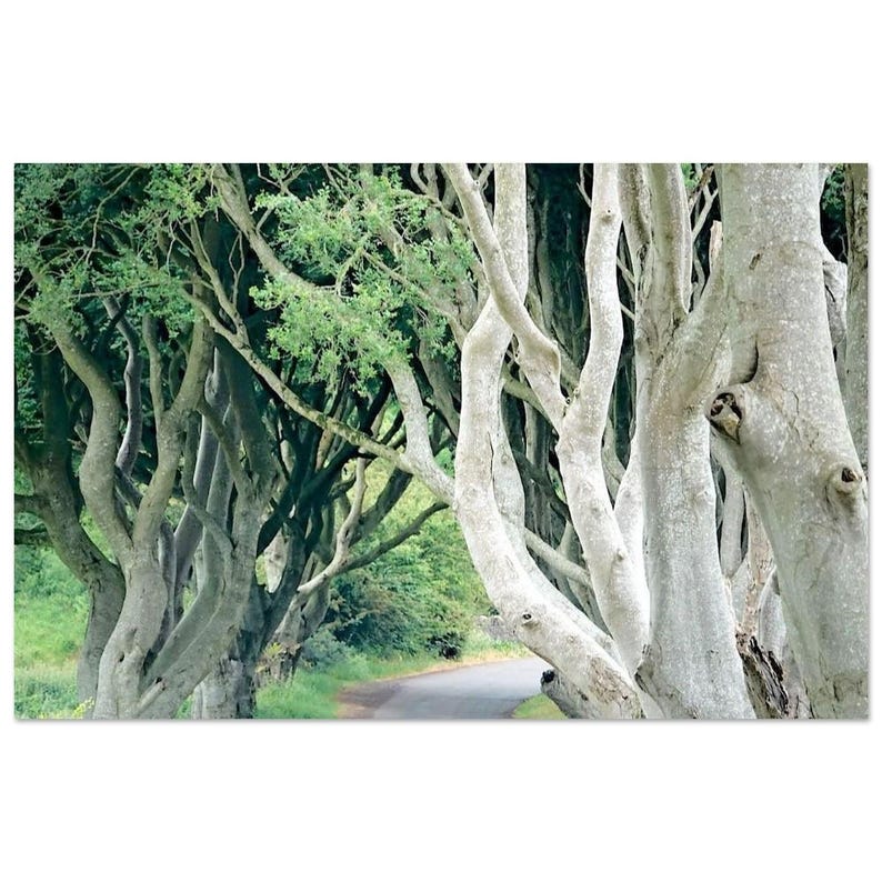 Dark Hedges Poster - Stunning Beech Trees From Northern Ireland - Matte ...