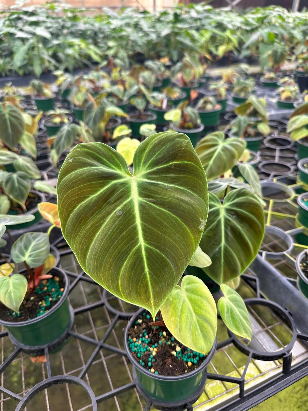 4” El Choco Red Philodendron, Live Plant - Etsy