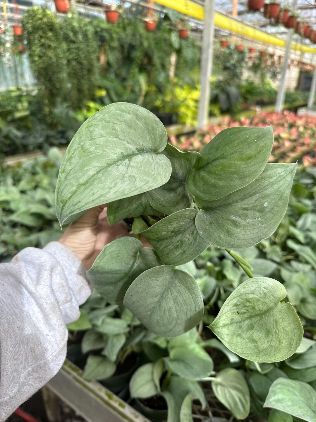 4” Scindapsus Platinum 4”, Live Plant - Etsy