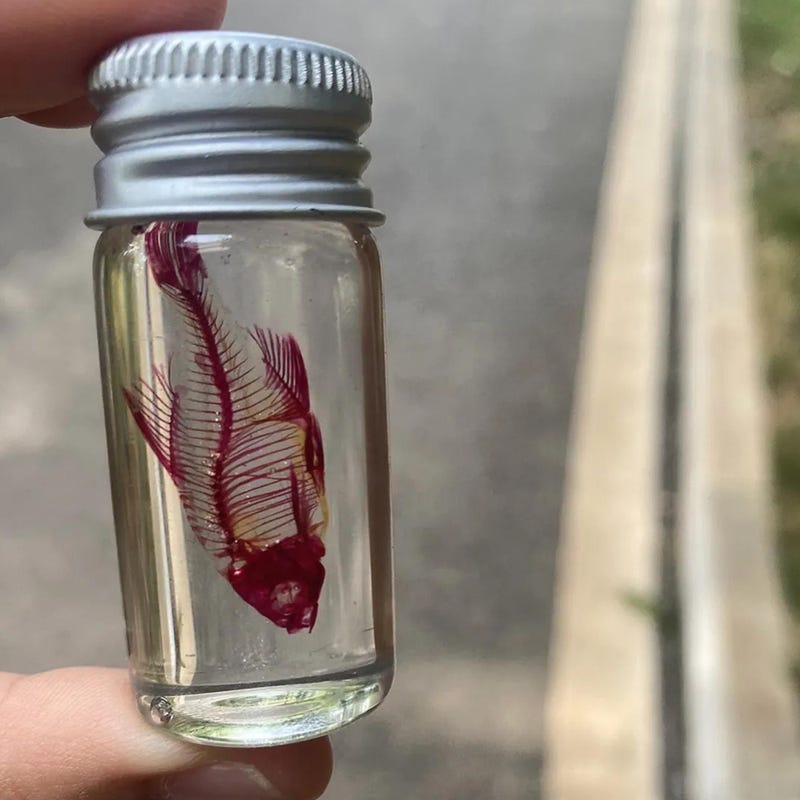 Diaphonization - Etsy