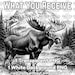 Moose Laser Engraving File - Ready to Engrave PNG - Nature Wildlife ...