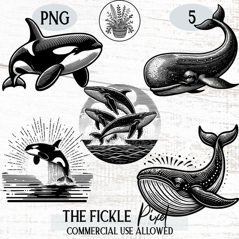Whales PNG Clipart Bundle, Killer Whale Download, Orca, Blue Whale ...