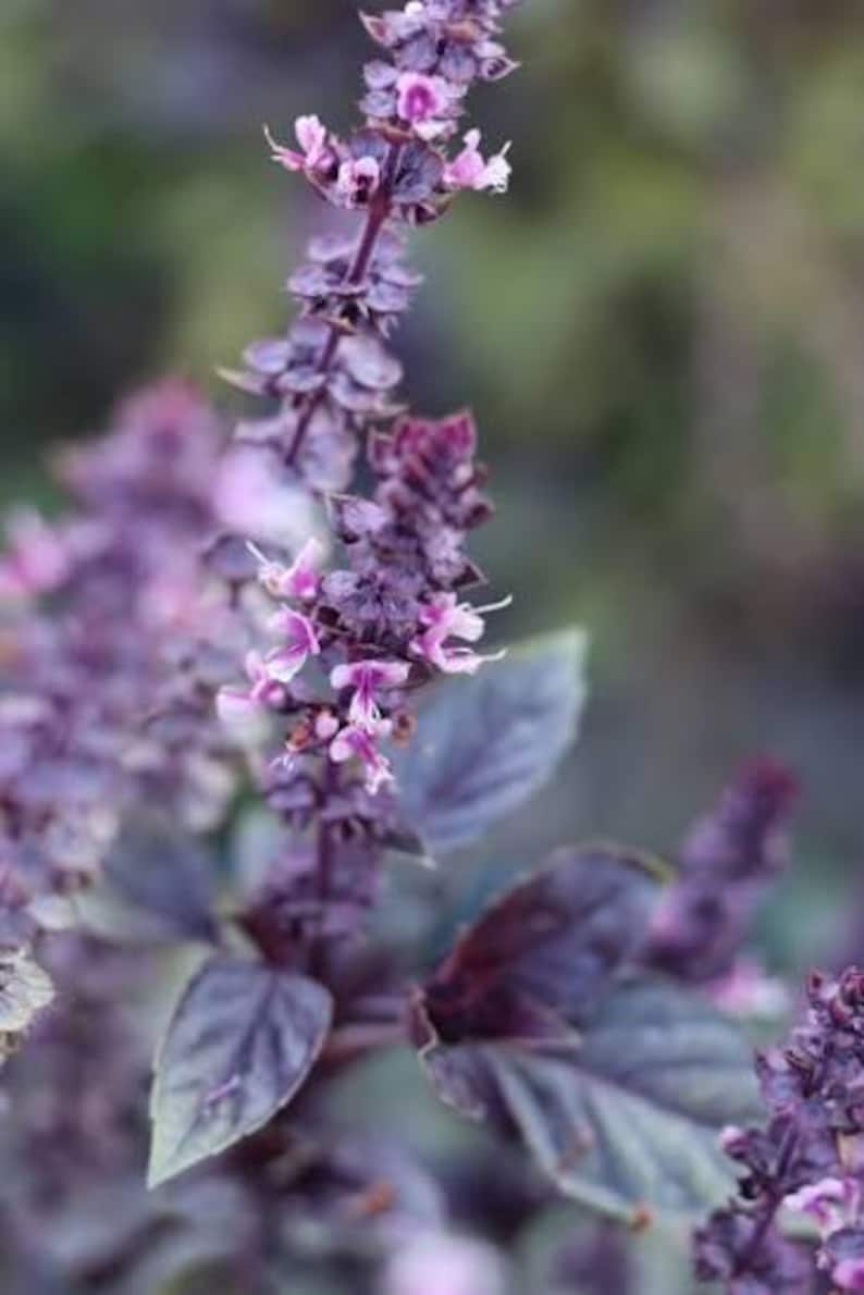 Purple Sweet Basil, Ocimum Basilicum Herb Seeds - Combined Shipping ...