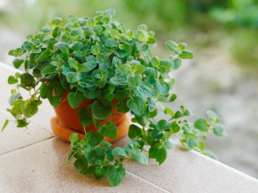 Oregano, Origanum Vulgare Herb Heirloom Seeds, Combined Shipping - Etsy ...