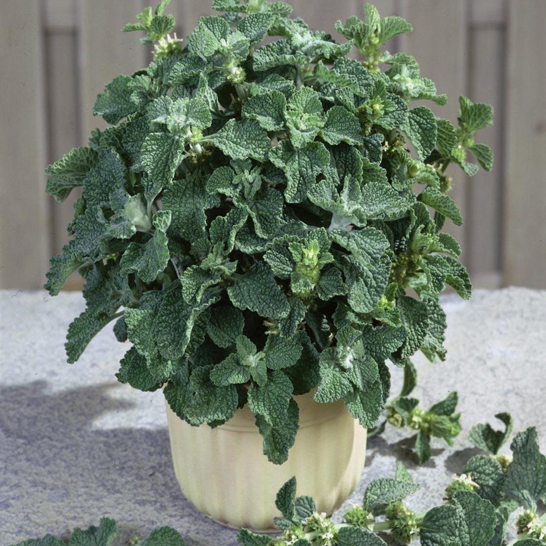 SEEDS White Horehound, Marrubium Vulgare Herb 0.1g Seeds - Combined ...