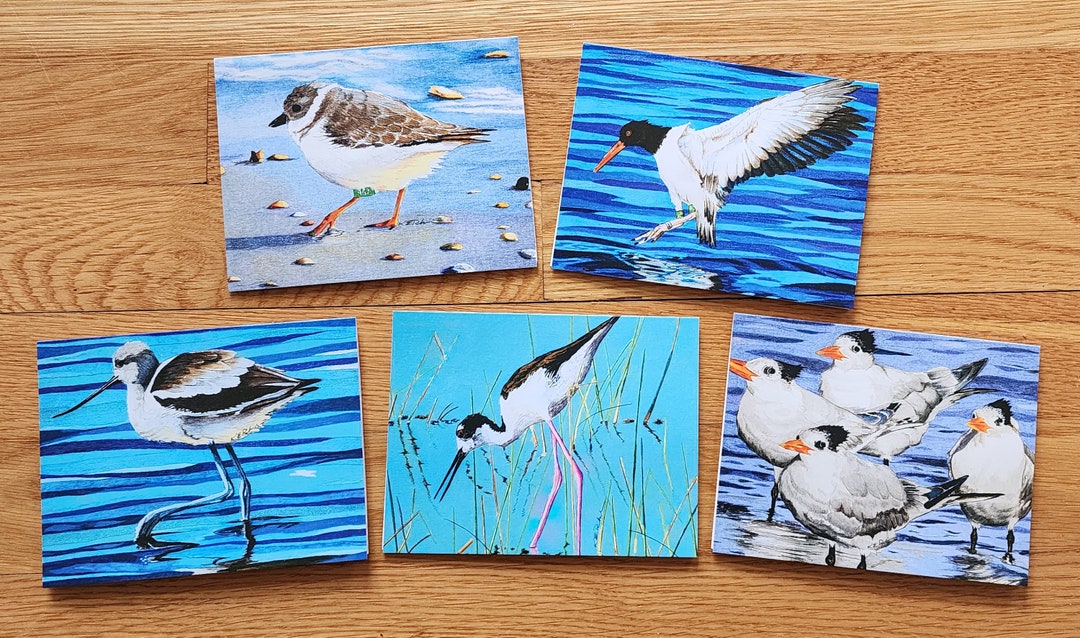 Bird Art Note Card Set Shorebirds Oystercatcher Plover Plus Envelopes ...