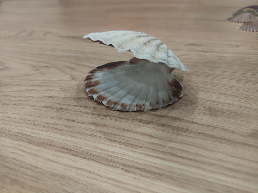 Natural Atlantic Shells – Unique and Colorful Collection – Clean ...