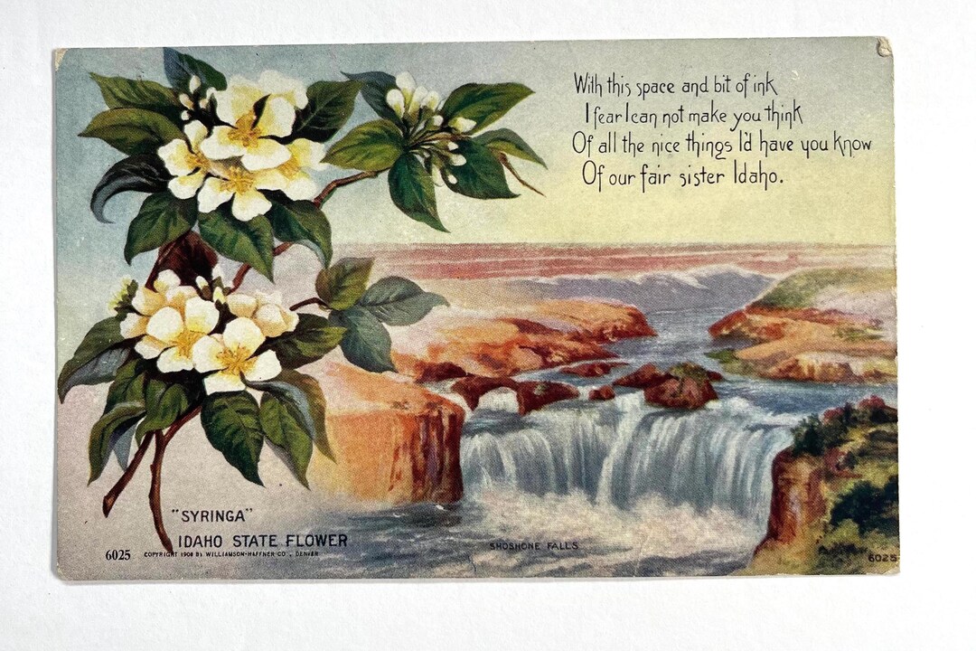 Idaho State Flower Syringa, Landscape and Poem Vintage Postcard - Etsy