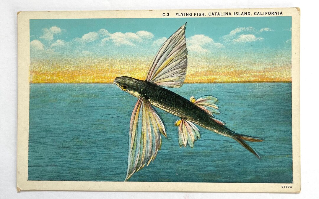 Flying Fish, Catalina Island, California CA Vintage Postcard - Etsy