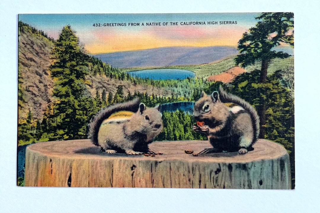 California Chipmunks Greetings From a Native of the California High ...