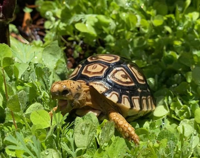 Tortoise Christmas Decoration Laser Cut Wooden Ornament - Etsy