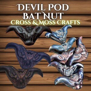 Devil Pod / Bat Nut / Water Caltrop /trapa Bicornis - Protective Amulet ...