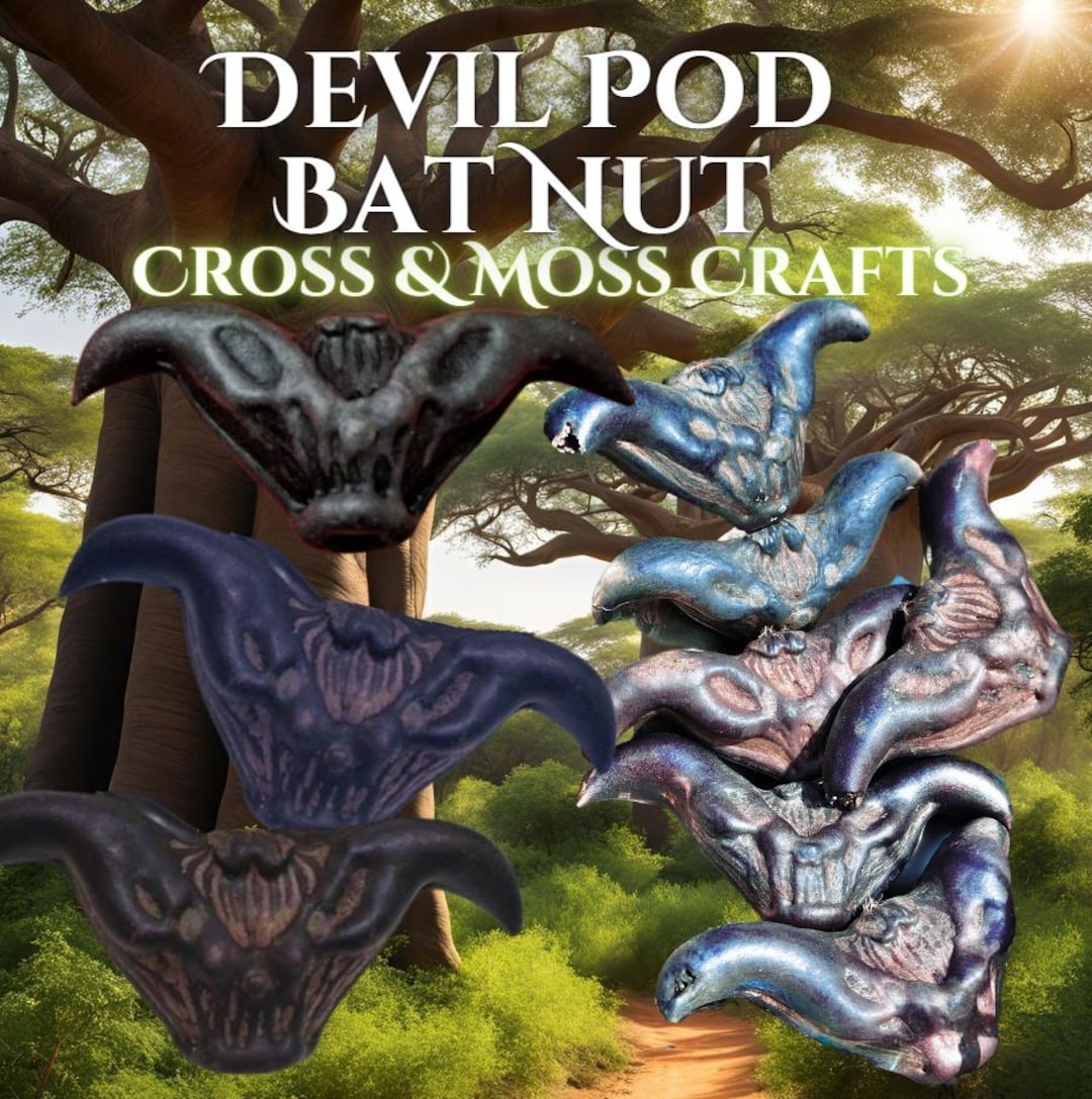 Devil Pod / Bat Nut / Water Caltrop /trapa Bicornis - Protective Amulet ...