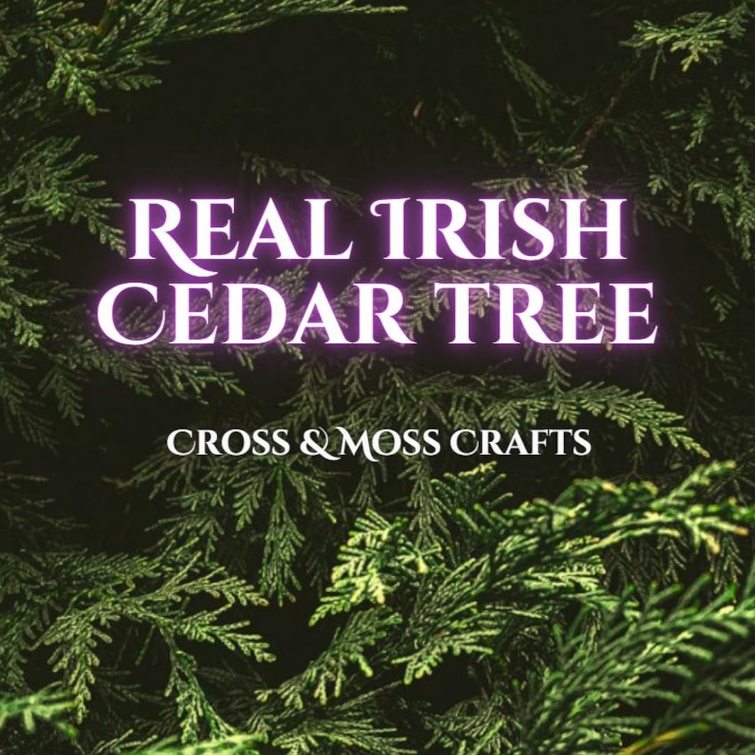 Fresh Wild Organic Irish Cedar Tree | Handpickedto Order | Cleansing ...