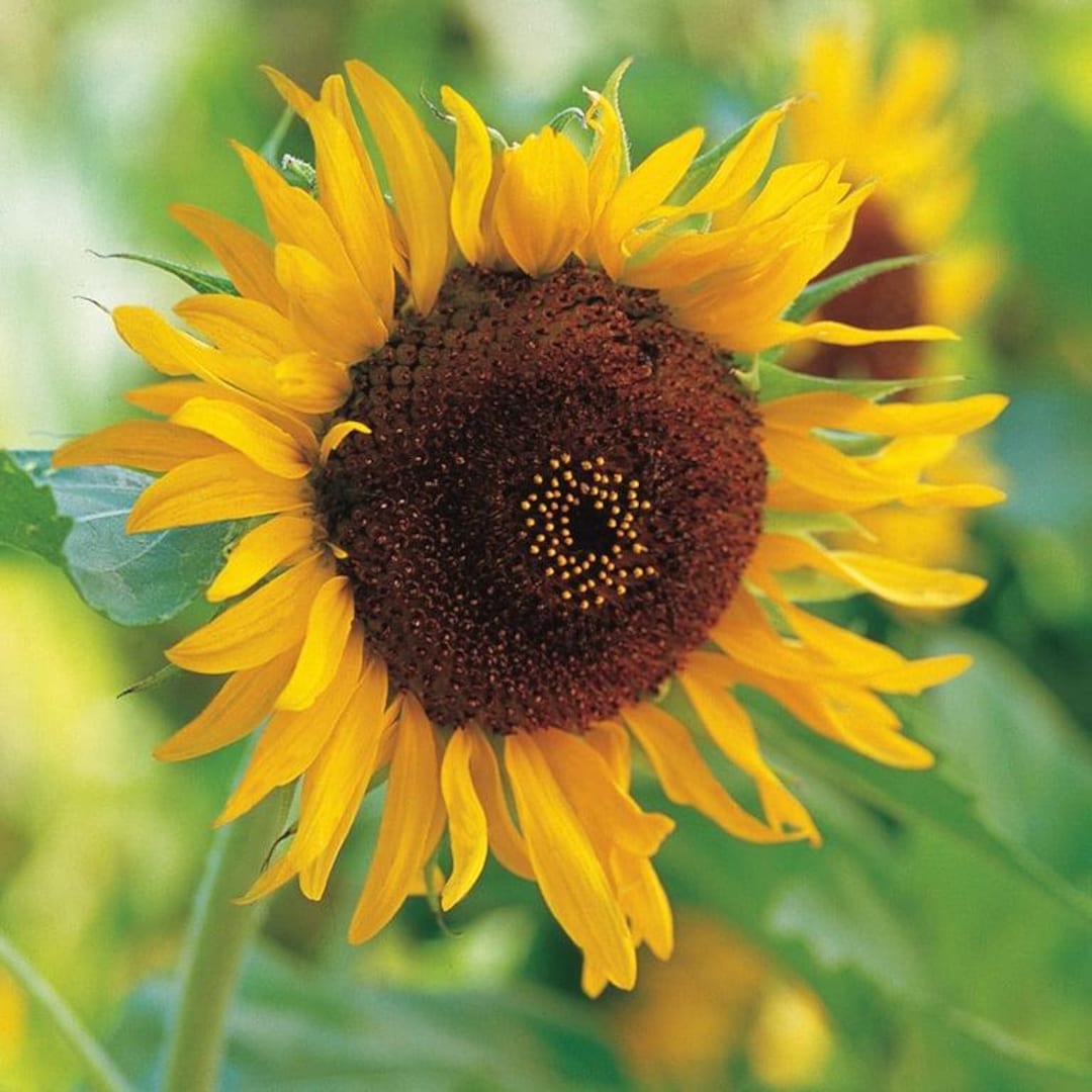 Incredible Dwarf Sunflower Seeds - Etsy