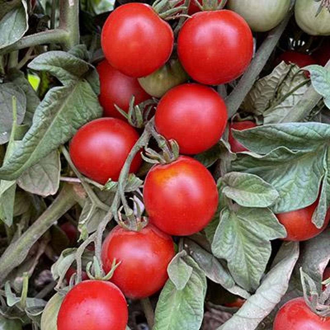 Glacier Tomato Seeds - Etsy