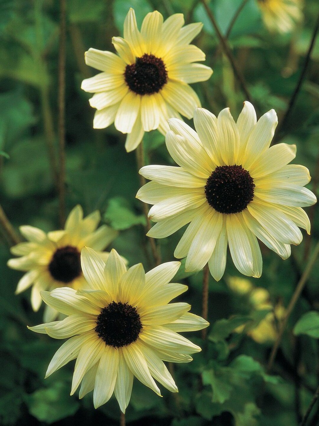 Italian White Sunflower Seeds - Etsy