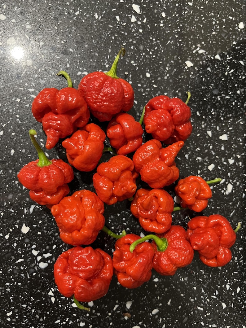 Varieties of Moruga Scorpion Pepper Seeds - Etsy