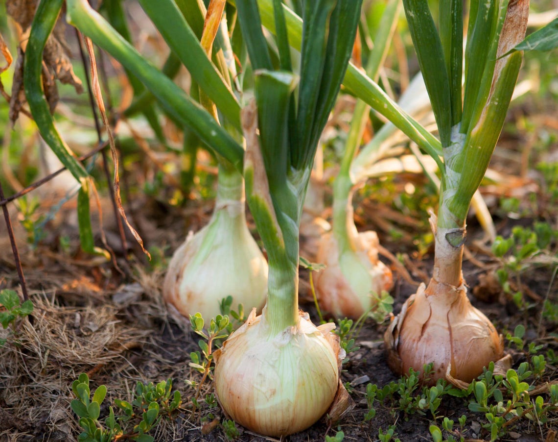 Texas Grano Onion Seeds - Etsy