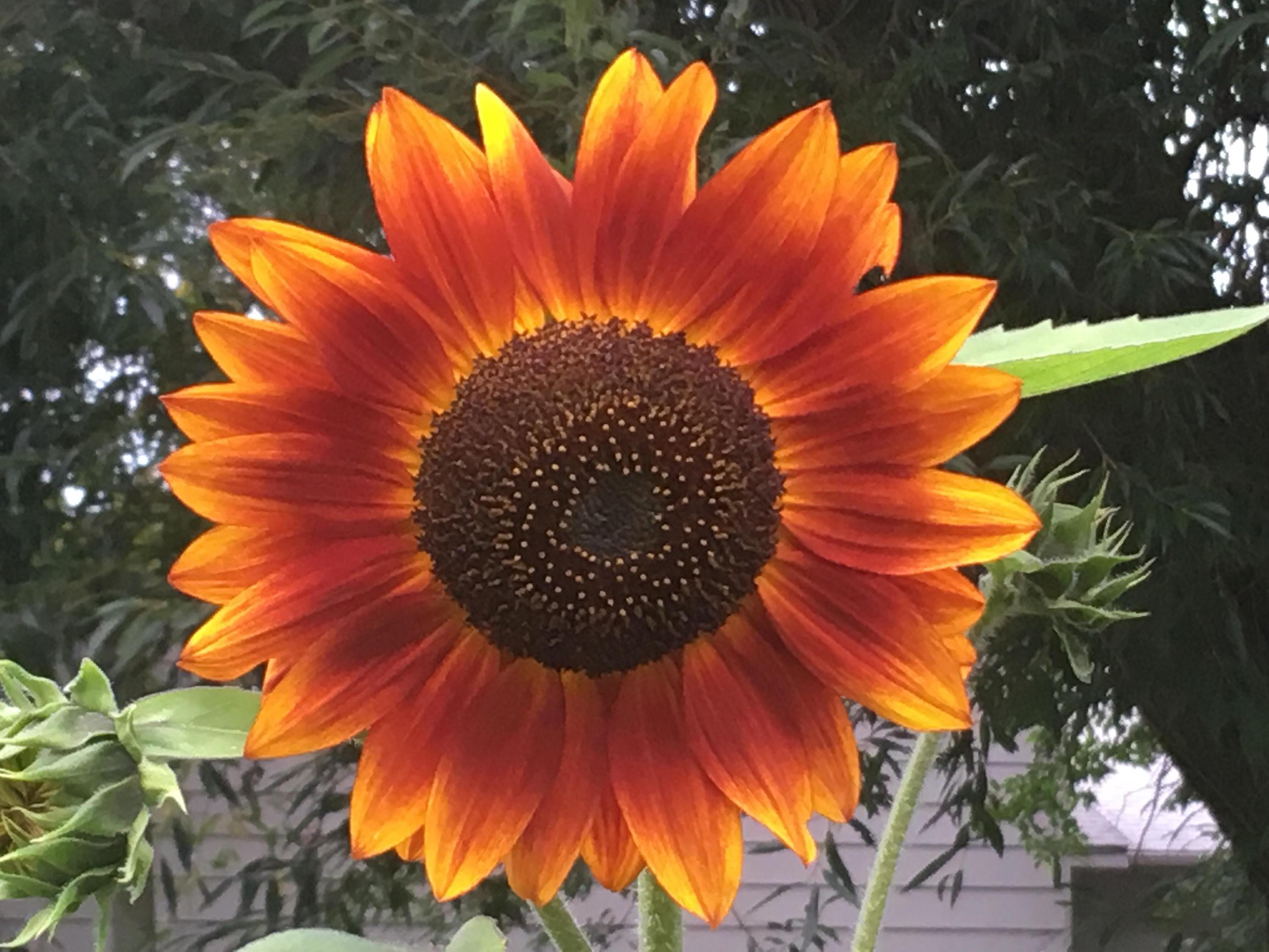 Evening Sun Sunflower Seeds - Etsy