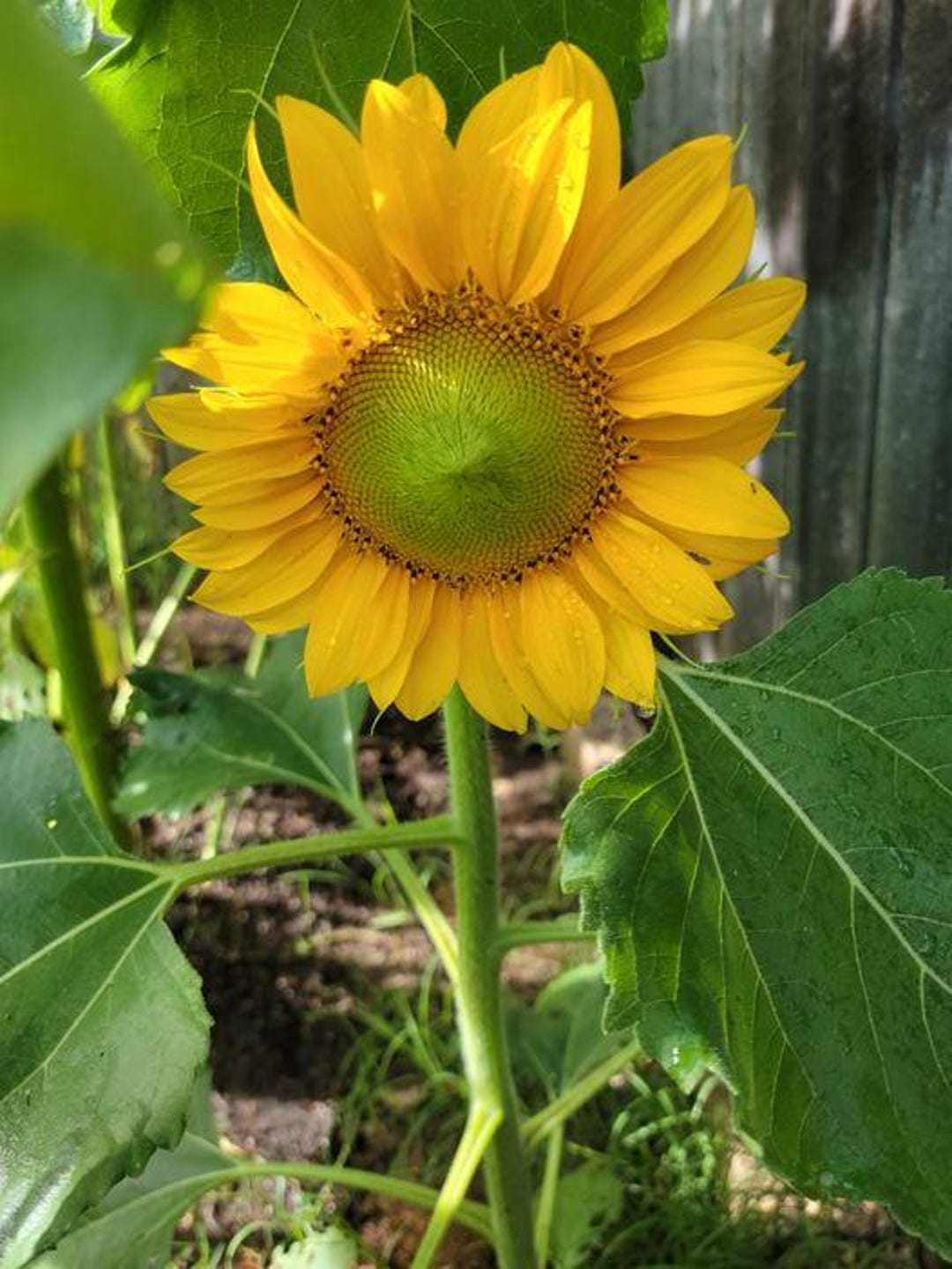 Dwarf Sunspot Sunflower Seeds - Etsy