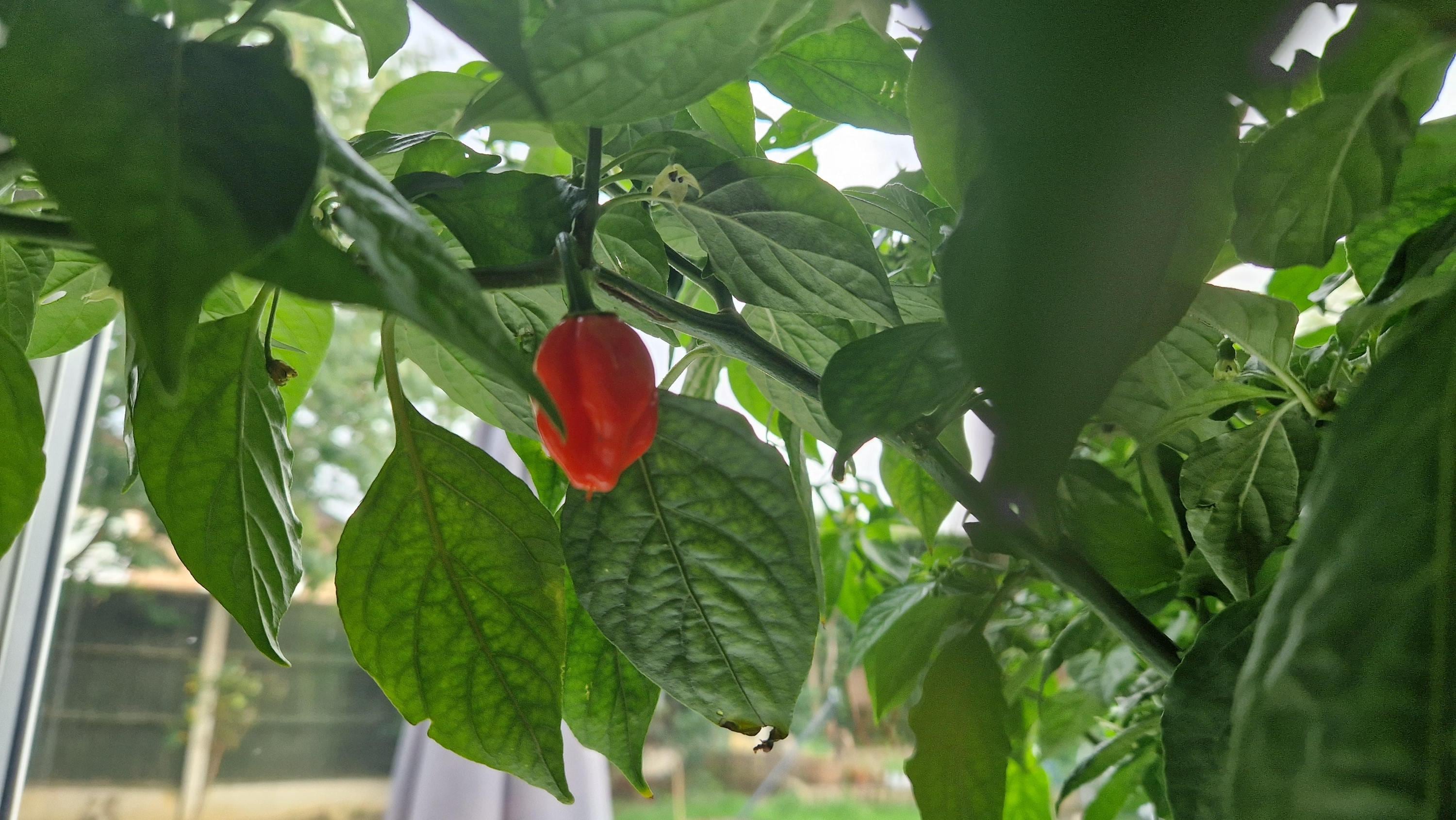 Super Hot Dorset Naga Pepper Seeds - Etsy