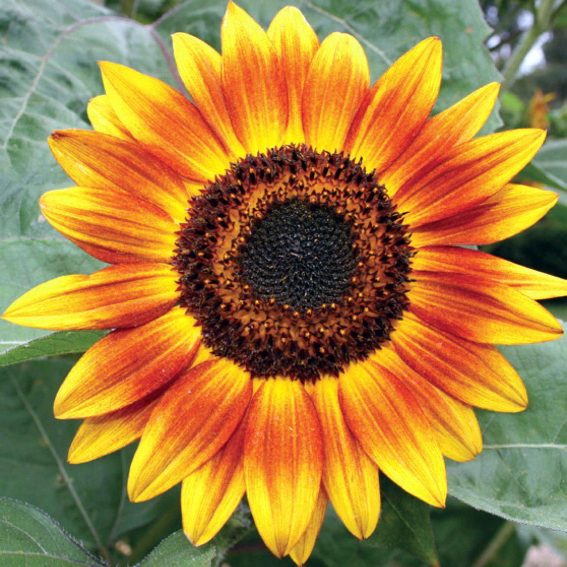 Evening Sun Sunflower Seeds - Etsy