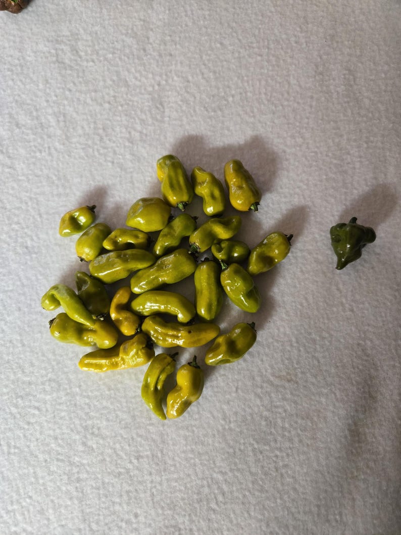 20 T-rex Mustard Pepper Seeds - Etsy