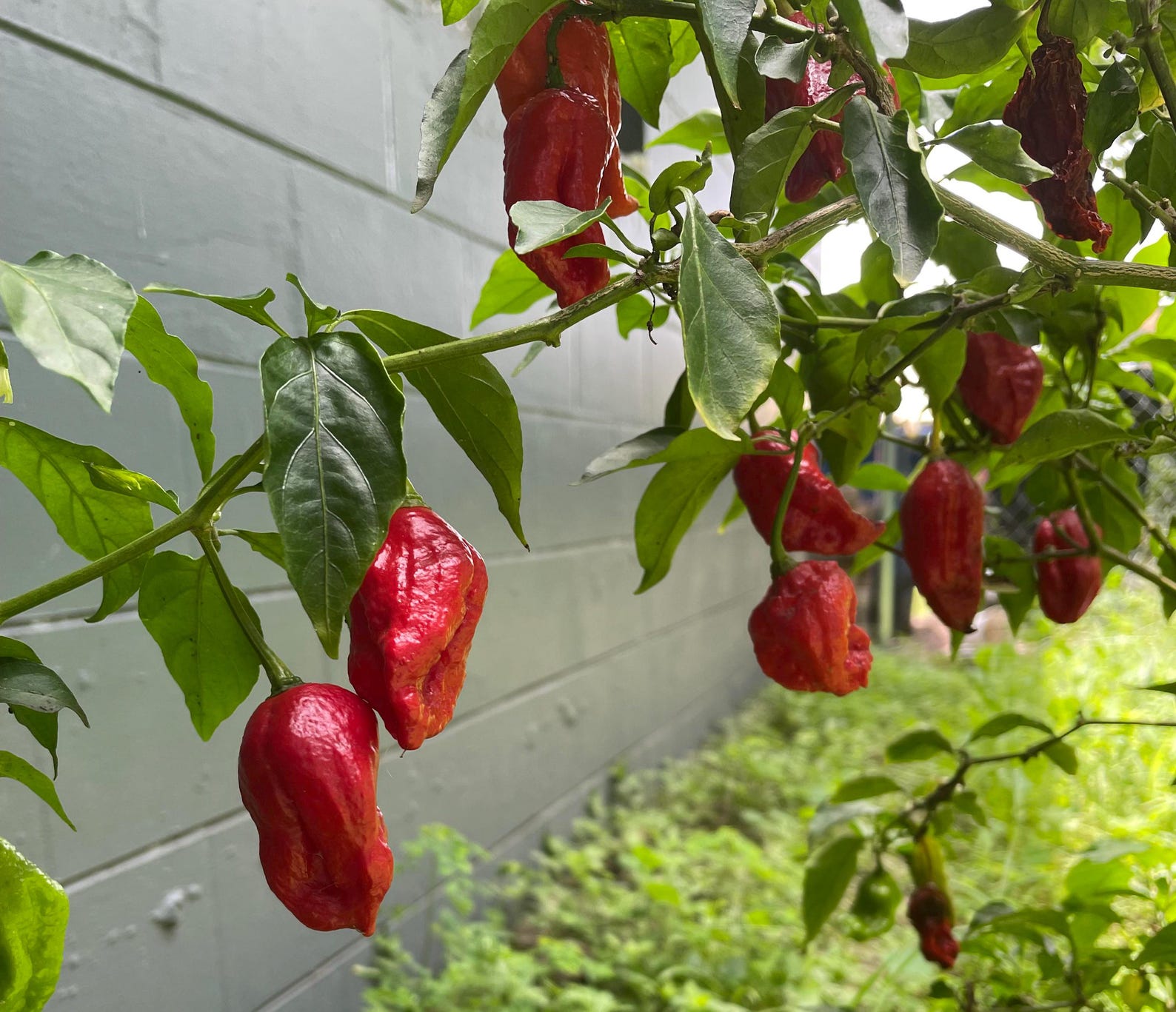 Super Hot Dorset Naga Pepper Seeds - Etsy