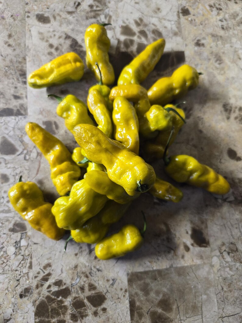 20 T-rex Mustard Pepper Seeds - Etsy