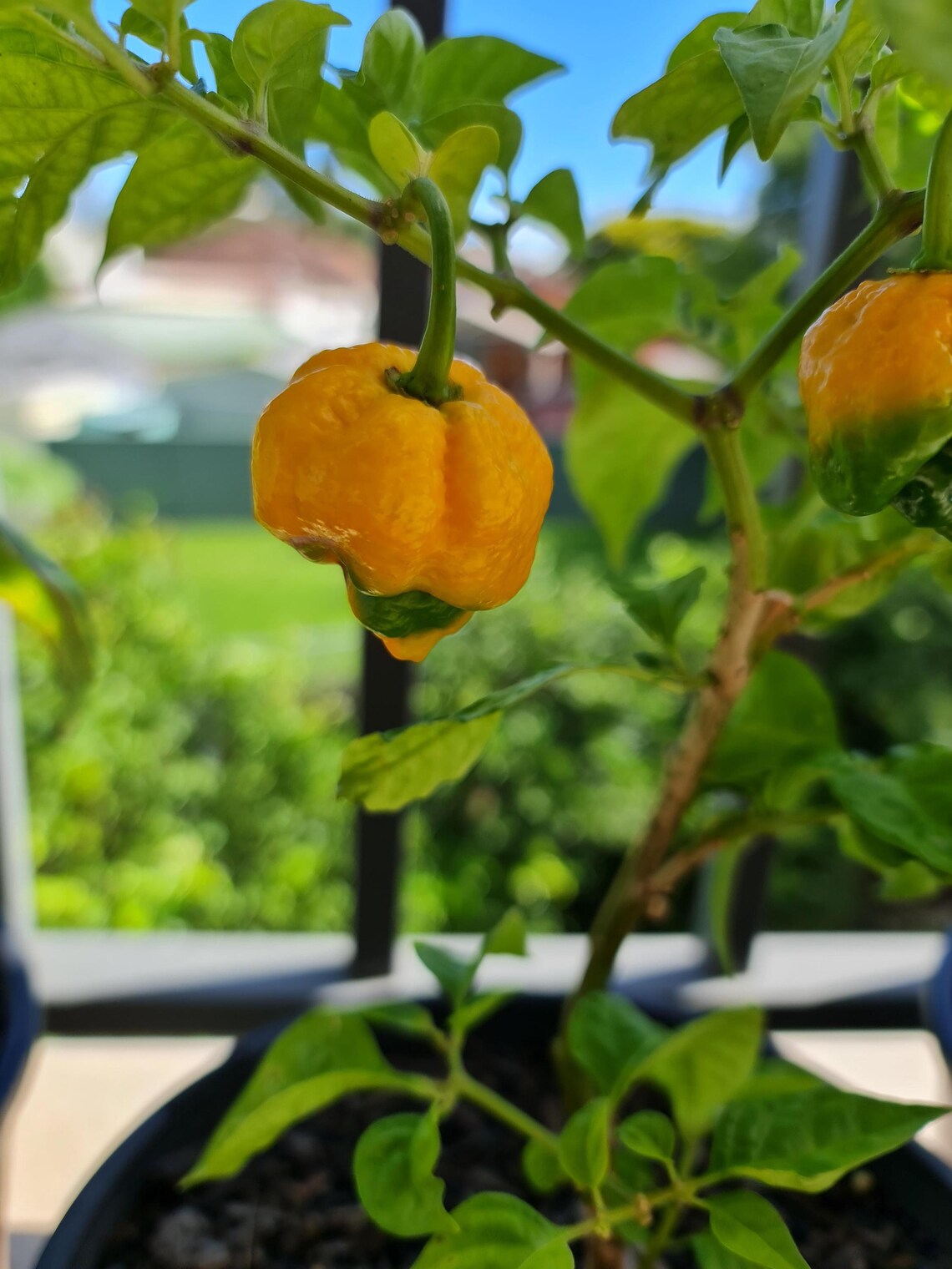 Varieties of Moruga Scorpion Pepper Seeds - Etsy